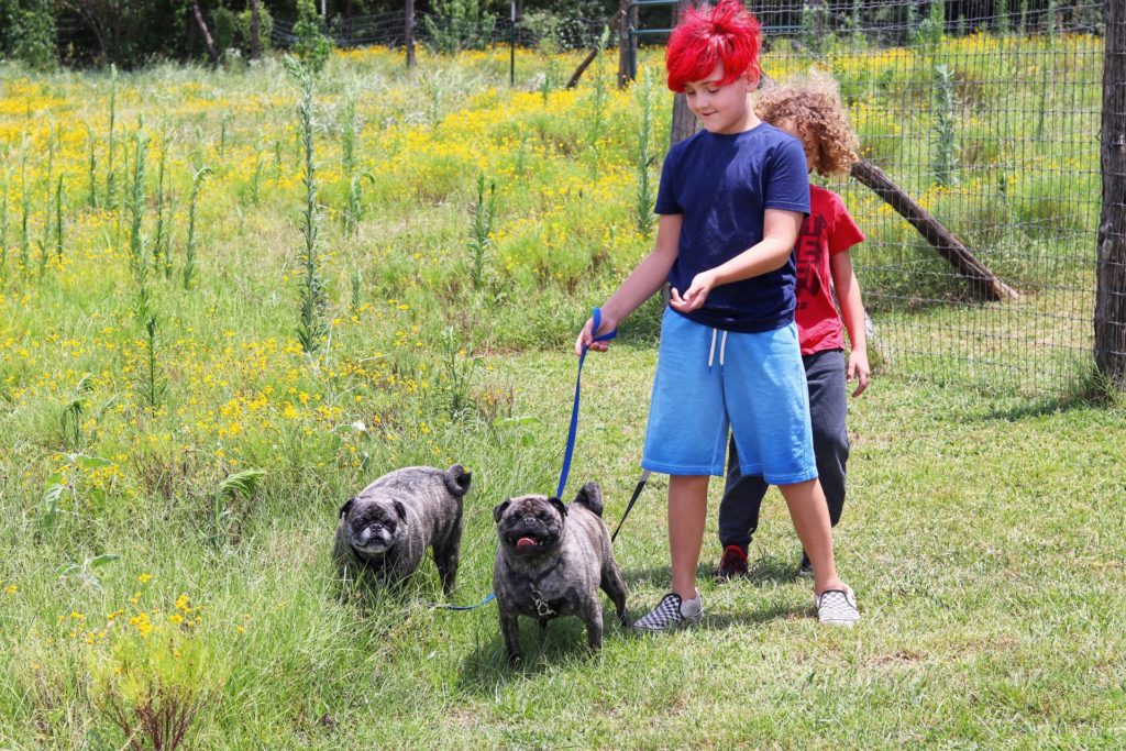Austin Dog Boarding Near The Airport Barking Springs Dog Ranch Fab Austin Dog Boarding Near The Airport Barking Springs Dog Ranch Fab